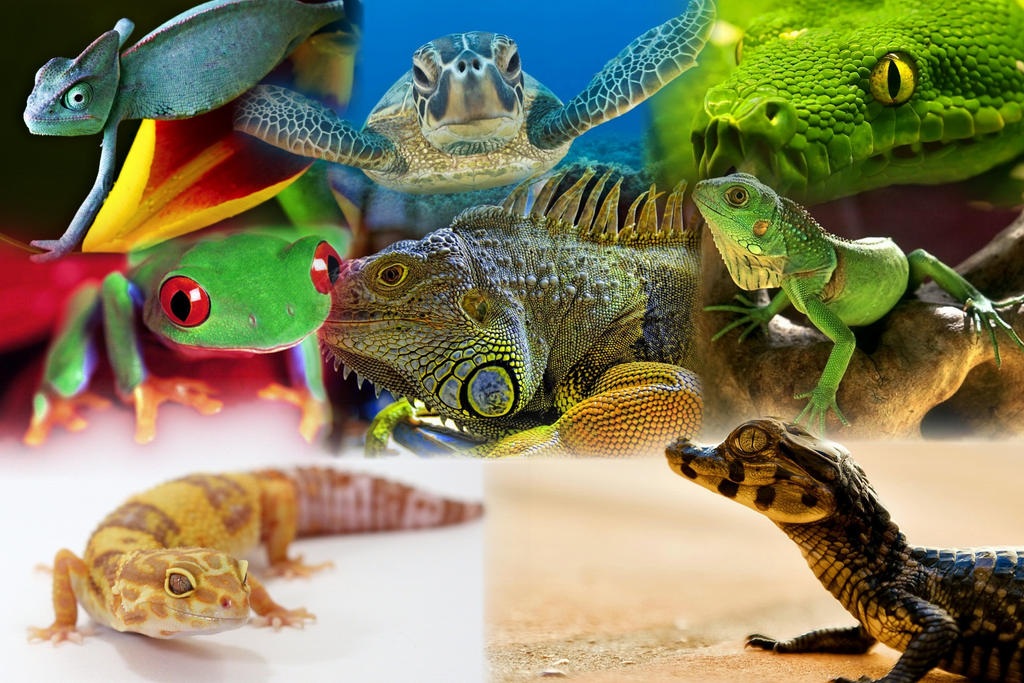 Reptiles of Canada: A Comprehensive Introduction – The Blue and White