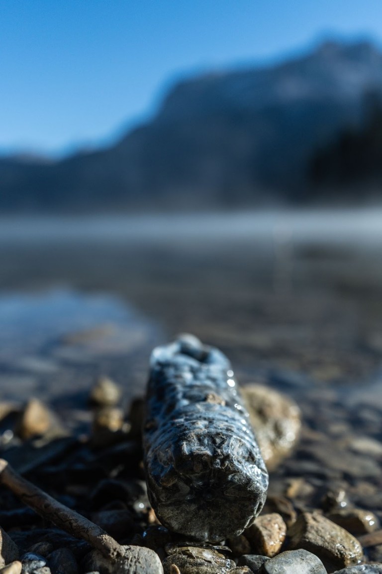 An Elegy of Destruction and Rebirth: The Aftermath of Jasper’s Wildfire – The Blue and White