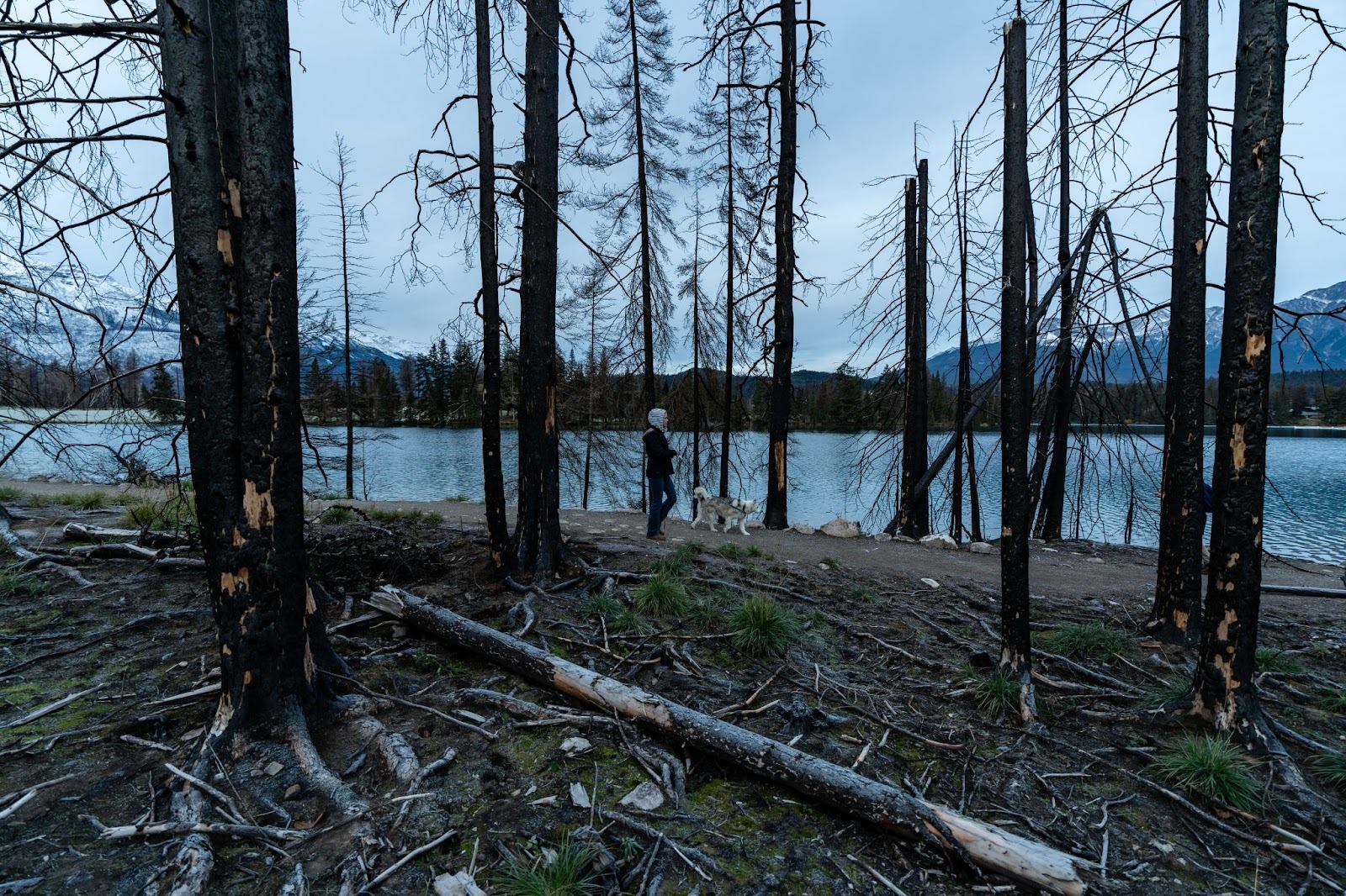 An Elegy of Destruction and Rebirth: The Aftermath of Jasper’s Wildfire – The Blue and White